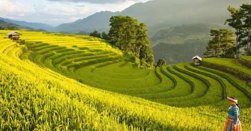 Mu Cang Chai Vietnam: Why To Visit, What To Do, Travel Tips And FAQ